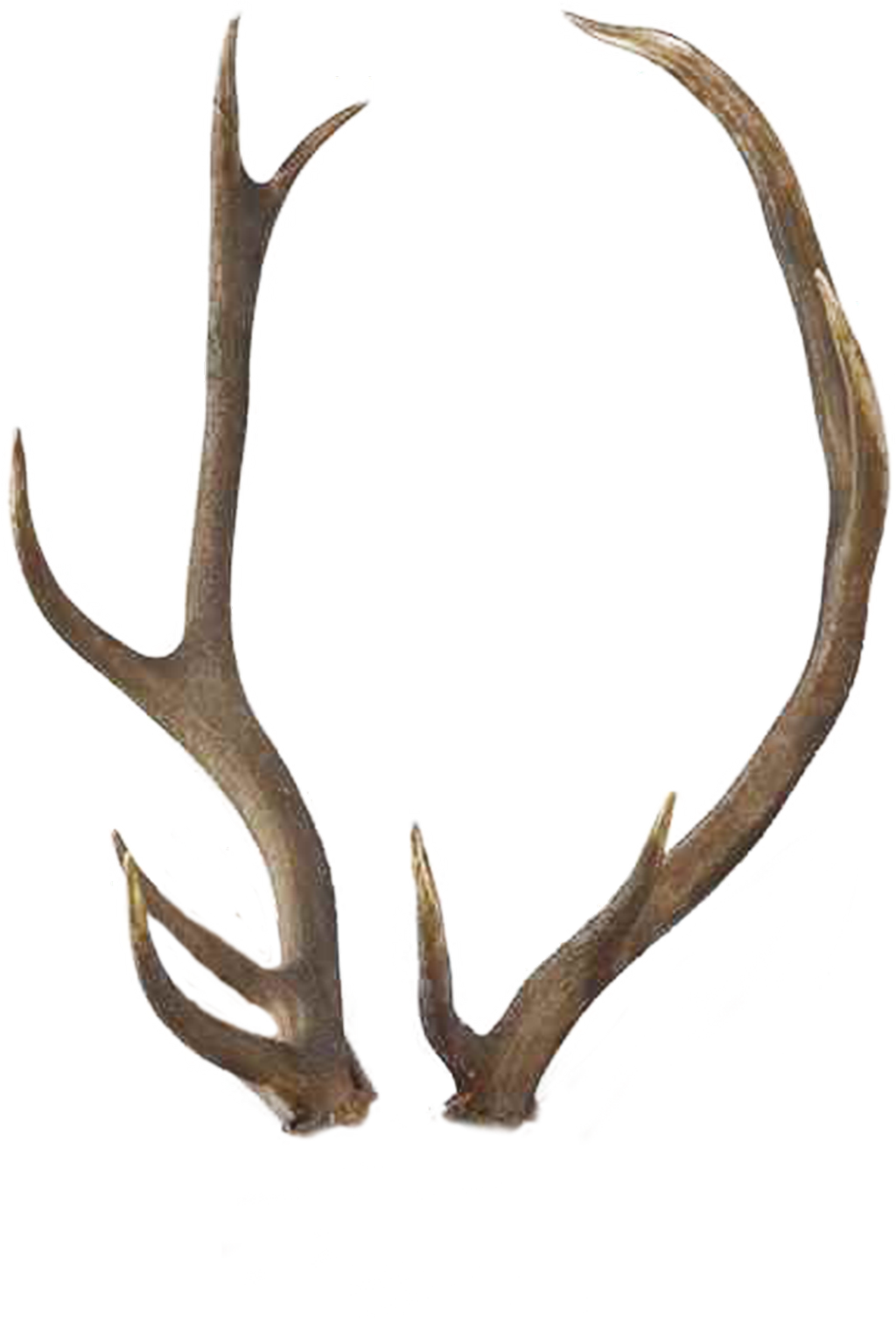 By Tigers Stock Transparent Download - Deer Antlers Transparent ...