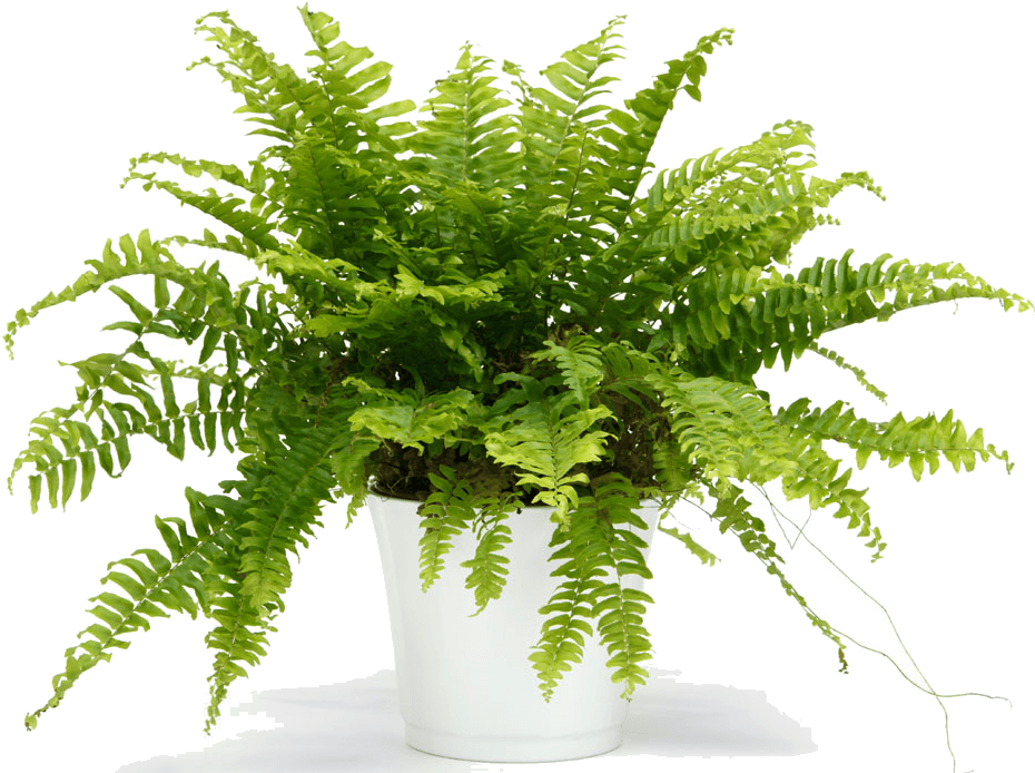 Great Choosing The Best Plants With Plant Transparent - Boston Fern Pot ...