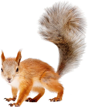 Download Coexisting With Squirrels - Red Squirrel Png | Transparent PNG ...