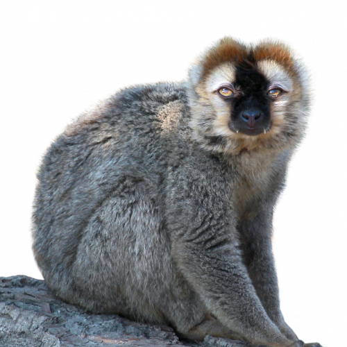 Thumbnail - Marmoset (500x500), Png Download