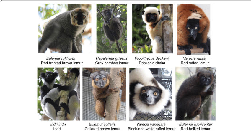 Examples Of Different Lemur Species - Lemurs (850x446), Png Download