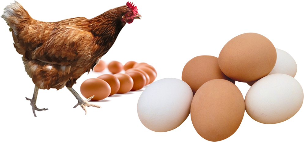 Kande Poultry Farm - Chicken Transparent (1129x555), Png Download