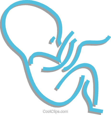 Fetus Royalty Free Vector Clip Art Illustration (464x480), Png Download