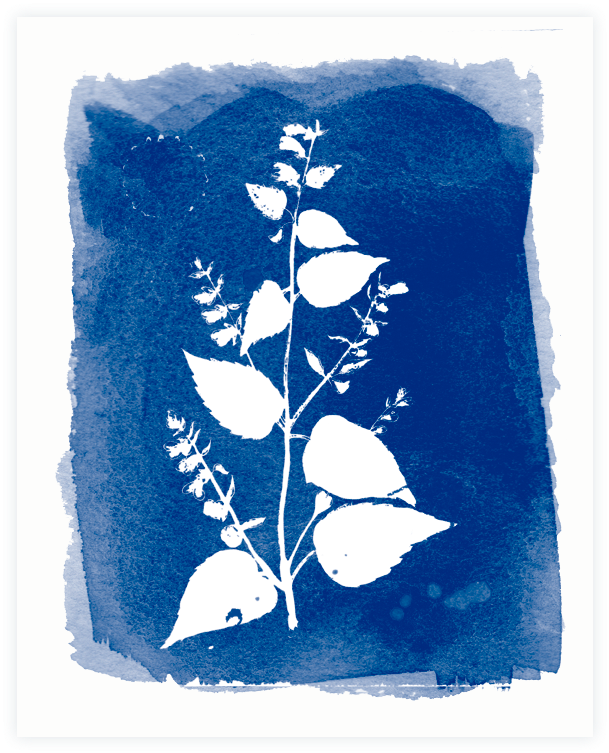 This Cyanotype Inspired Print A Reproduction Of My - Painting (720x864 ...