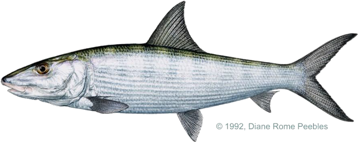 Single Bone Fish (720x290), Png Download