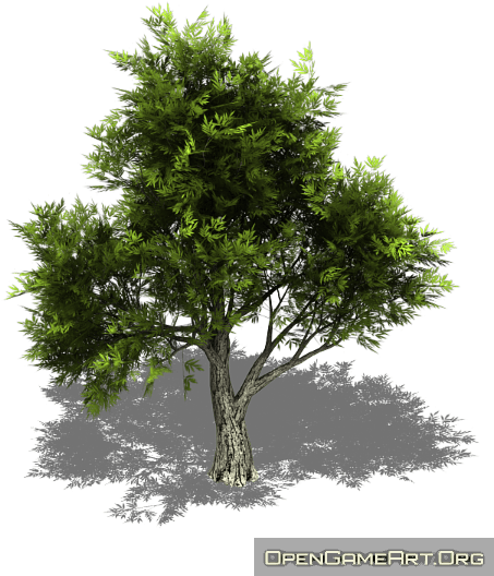 Download Tree 01 Prev 0 - Tree With Shadow Png | Transparent PNG ...