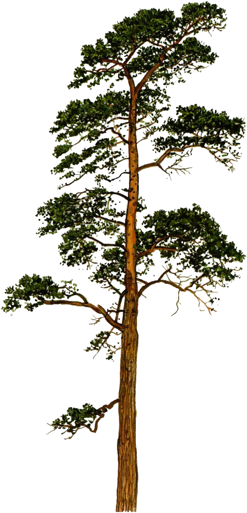 Scots Pine Png (530x1103), Png Download