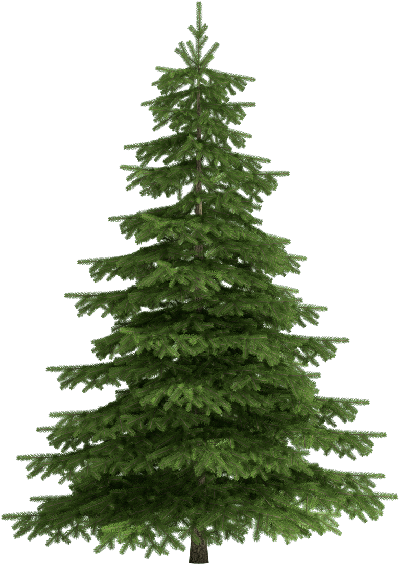 Christmas Trees - Spruce Trees Clip Art (859x1202), Png Download