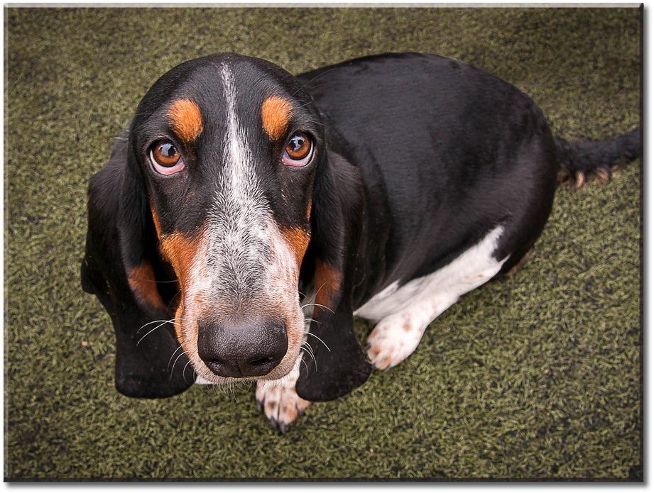 Sad Hound Dog Puppy Canvas Wall Art 1-panel 24 X 18 - Basset Hound ...