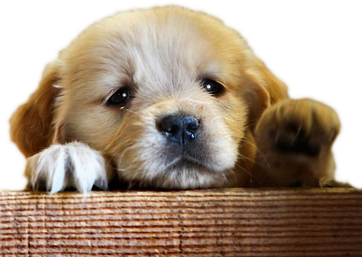 Sad-dog - Golden Retriever Bye Bye (1173x834), Png Download