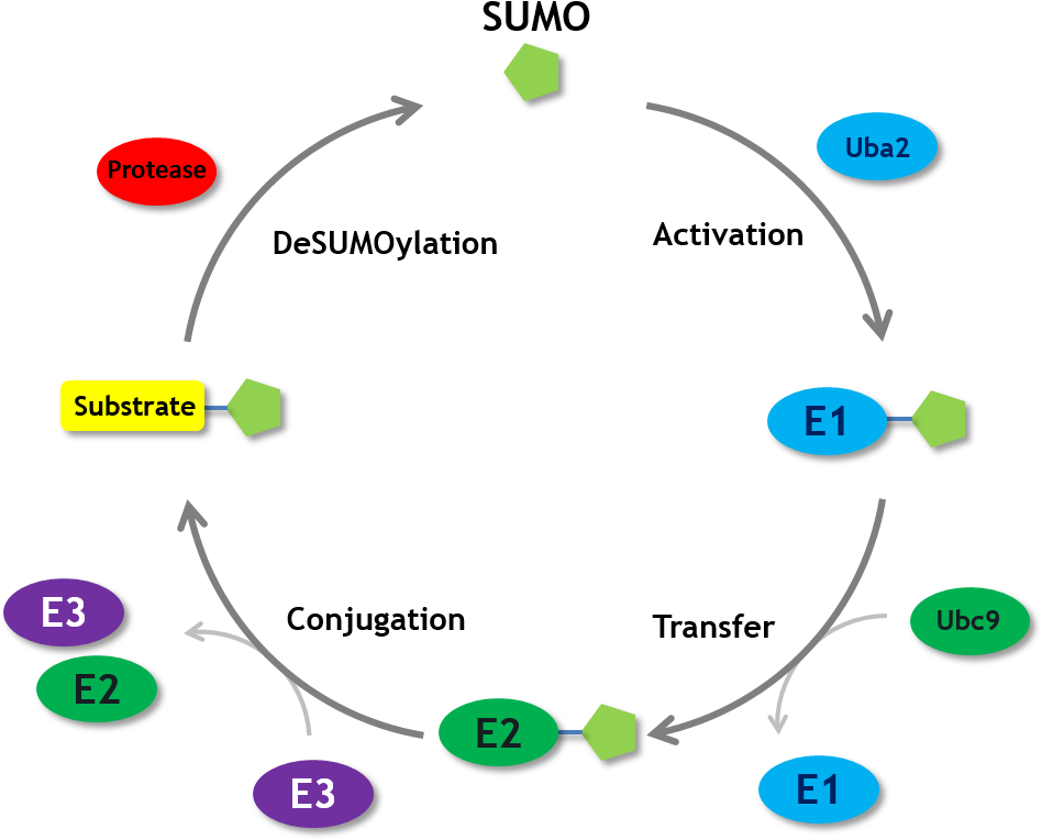 Download Sumo Cycle - Sumoylation Cycle | Transparent PNG Download ...