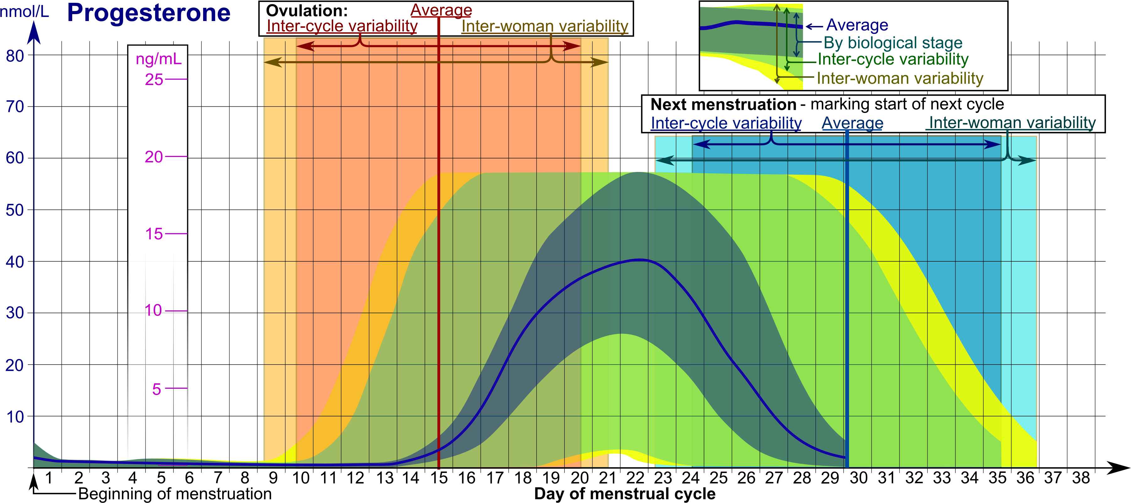 Download Progesterone During Menstrual Cycle | Transparent PNG Download ...