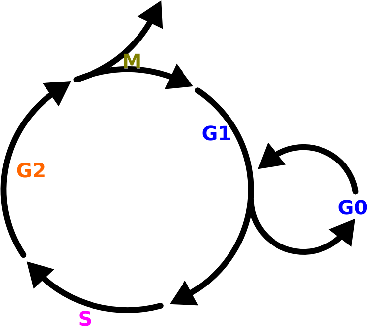 Cell Cycle - Yokoten Meaning (760x670), Png Download