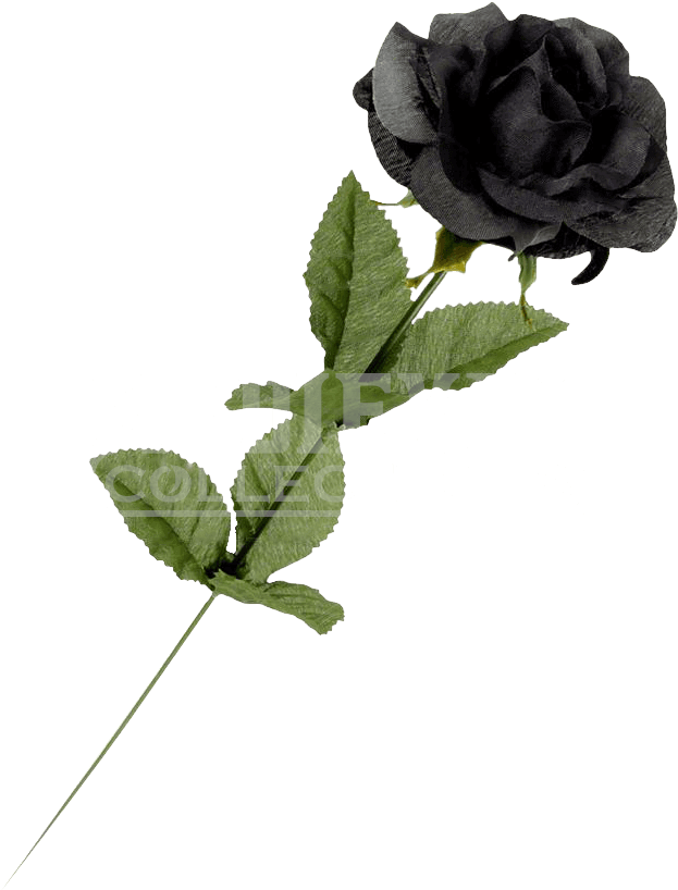 Download Black Rose | Transparent PNG Download | SeekPNG