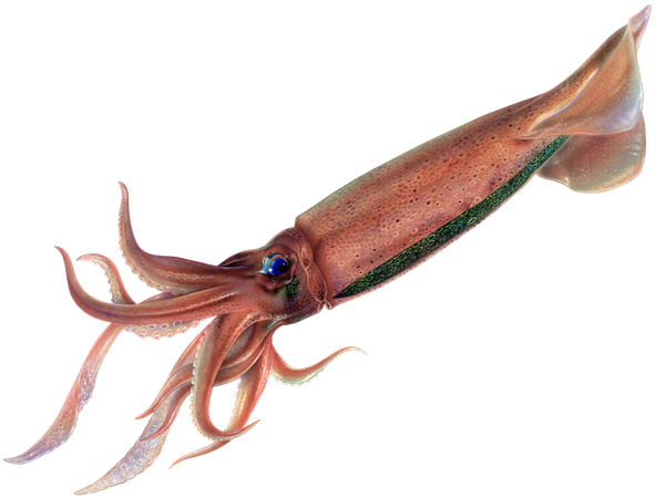 Squid Transparent Png - Squid Png (592x450), Png Download