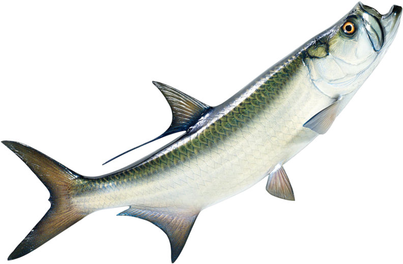 1 - Tarpon Clipart (800x529), Png Download