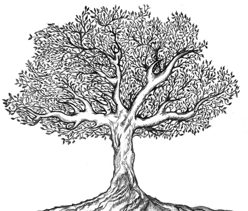 Download Picture - Tree Sketch Png | Transparent PNG Download | SeekPNG