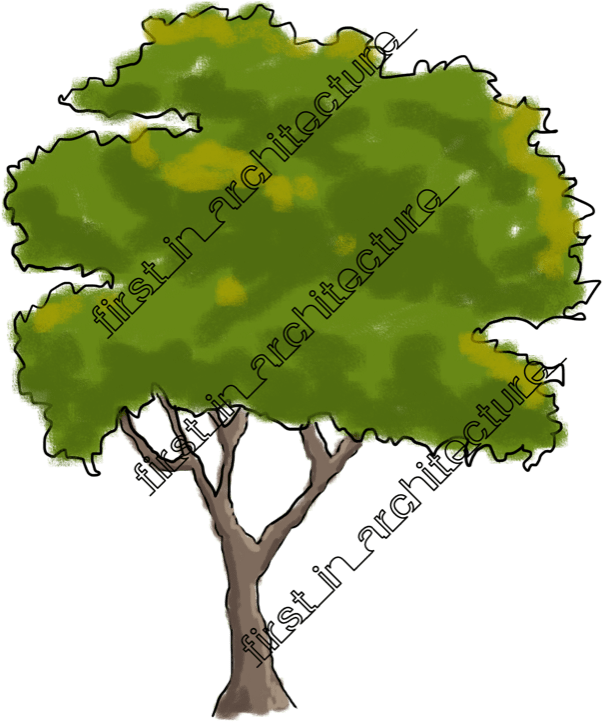 Fia Trees Elevation - Tree (696x800), Png Download