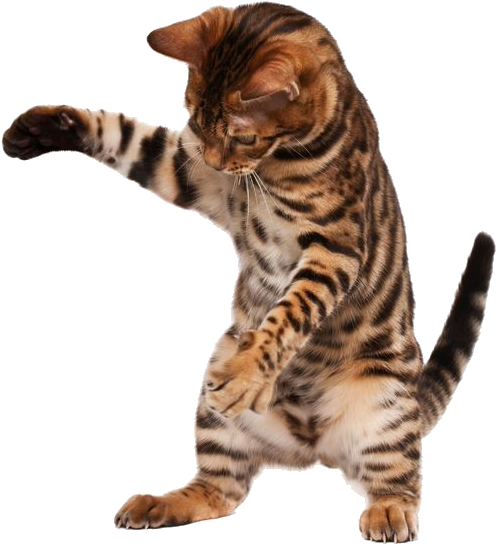 Download Jumping Cat Png For Kids - Cat Playing Images Png ...