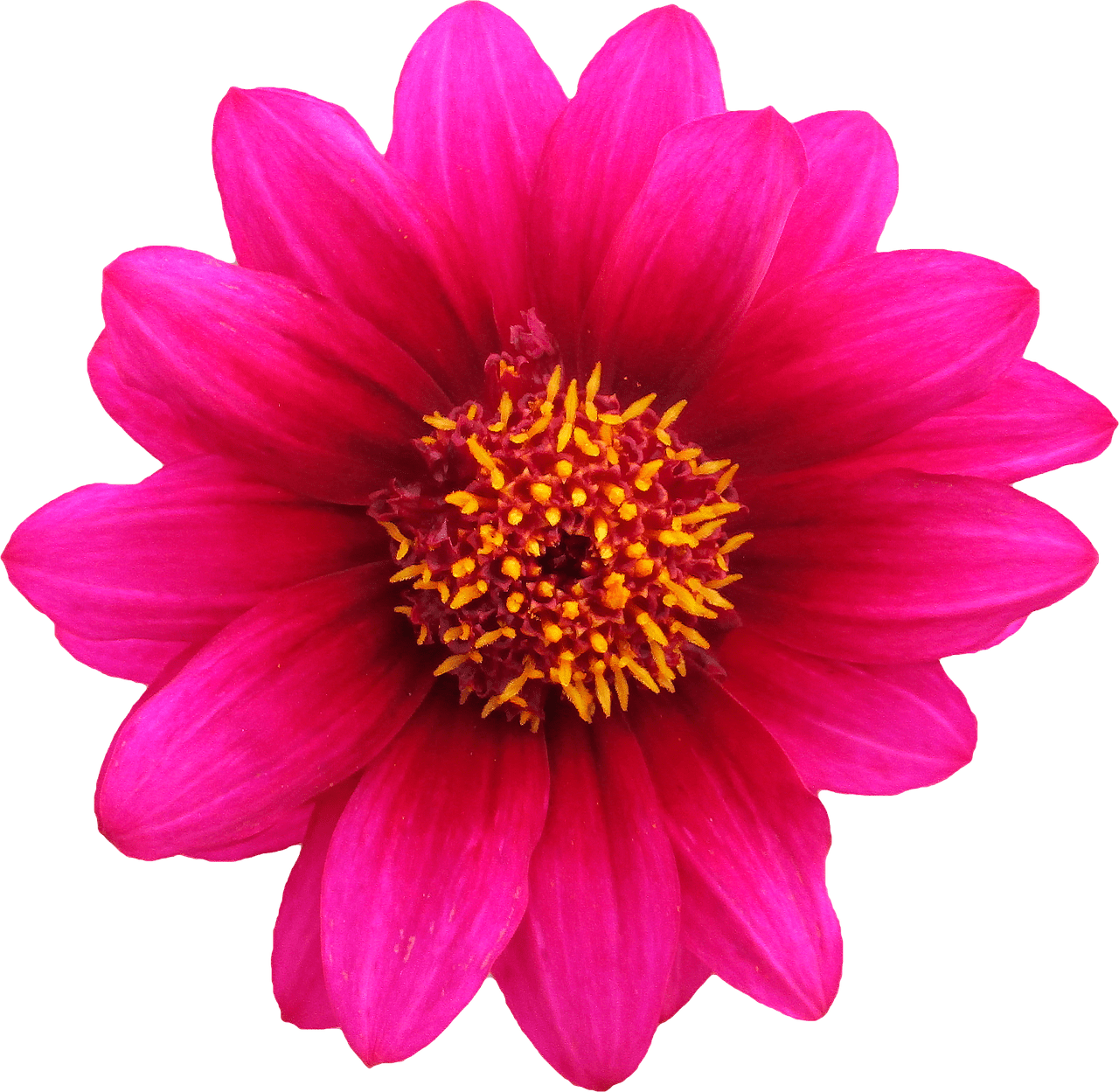 Pink Flower Yellow Stamen Transpa Png Stickpng - Flower With No ...