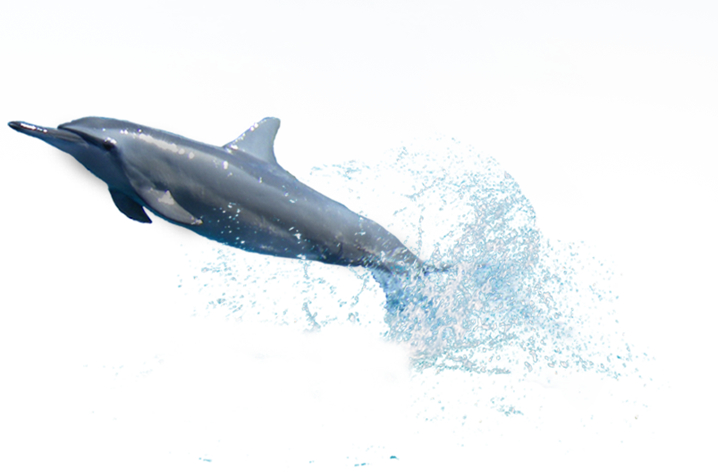 Dolphin22 - Dolphin Fish Png (803x524), Png Download