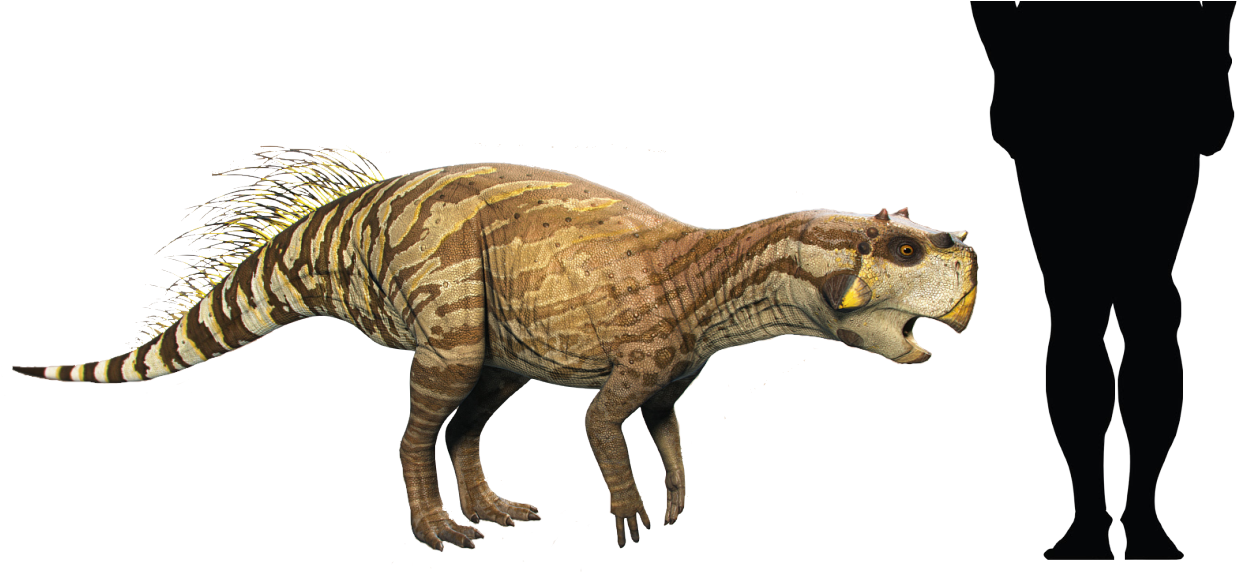Psittacosaurus Mongoliensis Prehistoric Creatures, - Psittacosaurus Png ...