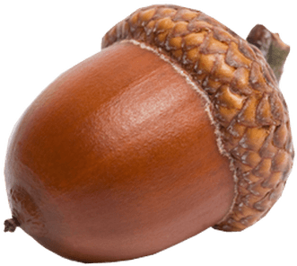 Sideview Acorn - Holy It!: A Guide To Finding And Doing Your Thing ...