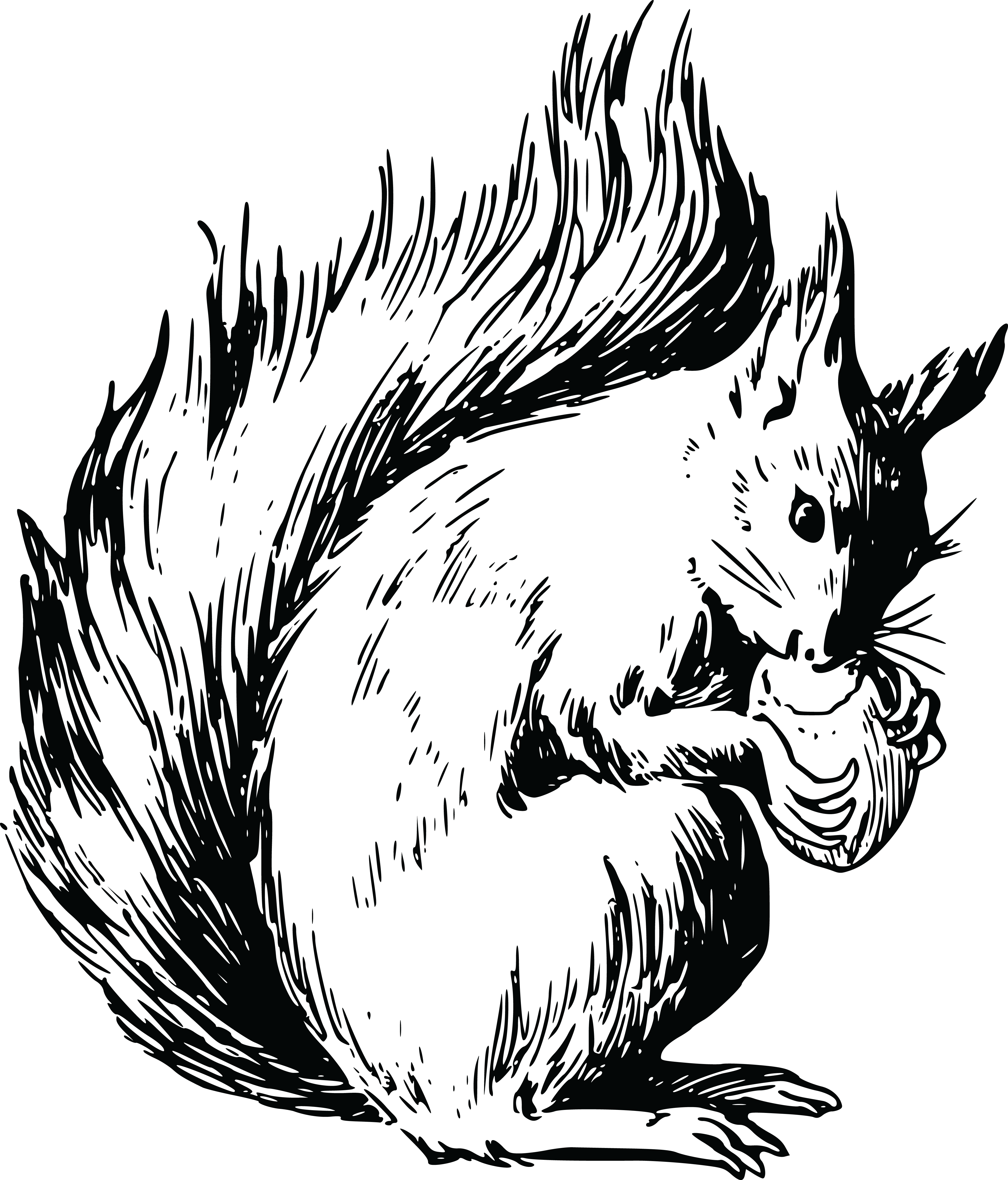 Squirrel Clip Art Vector (4000x4680), Png Download