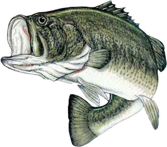 Bass Fishing Png - Bass Fish Png (572x498), Png Download