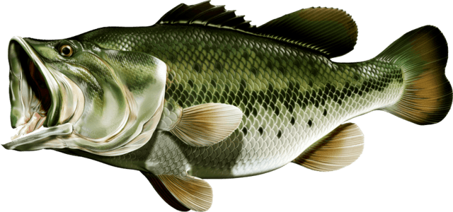 Download Largemouth Bass - Bass Fishing | Transparent PNG Download ...