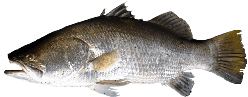 Download Free Png Fish Png Images Transparent - Peixe Png | Transparent ...