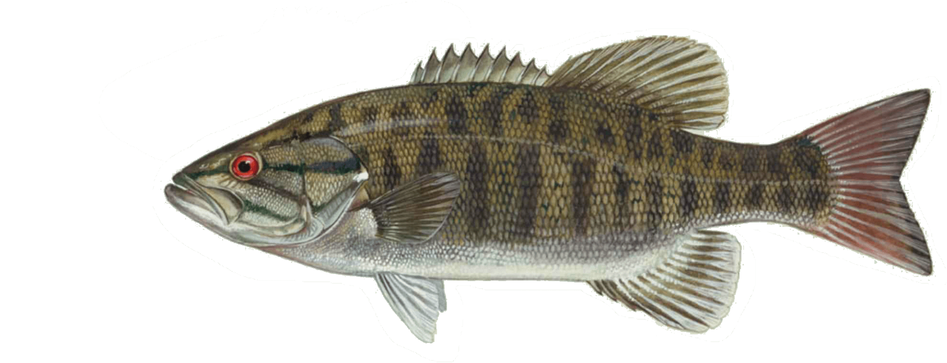 Smallmouth Bass Fishing Basics - Small Mouth Bass Eyes (2048x1266), Png ...