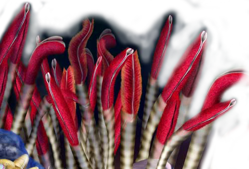 Download Giant Tube Worms - Giant Tube Worms Png | Transparent PNG ...