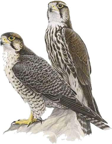 Falcon Png (590x486), Png Download