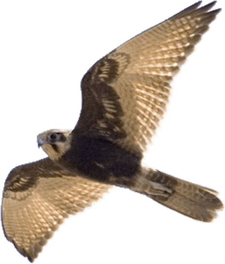 Free Png Falcon Png Images Transparent - Falcon Transparent Background ...