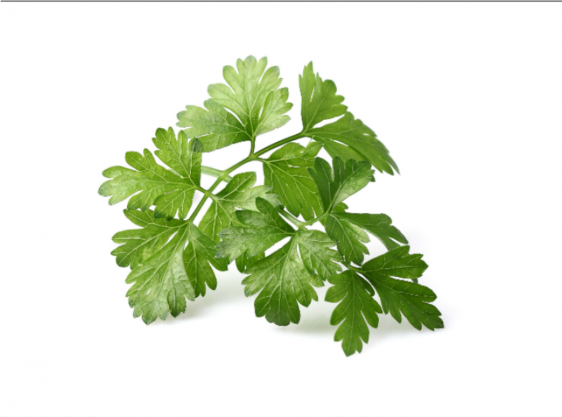 Parsley 300g - Package Of 600 Seeds, Italian Flat Leaf Parsley ...