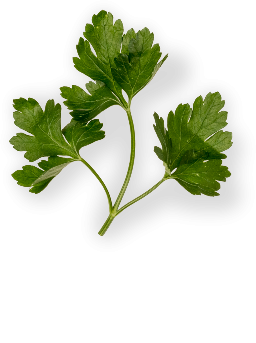 Parsley - Persil (1500x1500), Png Download