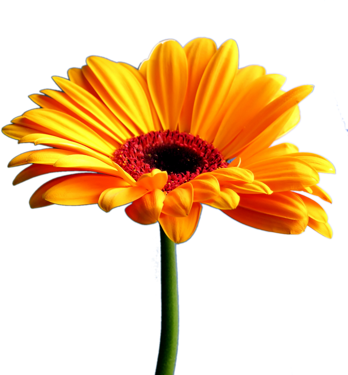 Flowers Png - Gerbera Flower No Background (1600x1200), Png Download