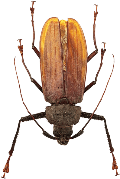 Download Free Png Bug Png Images Transparent - Insects | Transparent ...