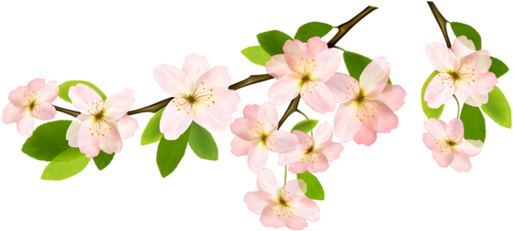 Download Png Spring Flowers - Transparent Background Spring Flowers Png ...