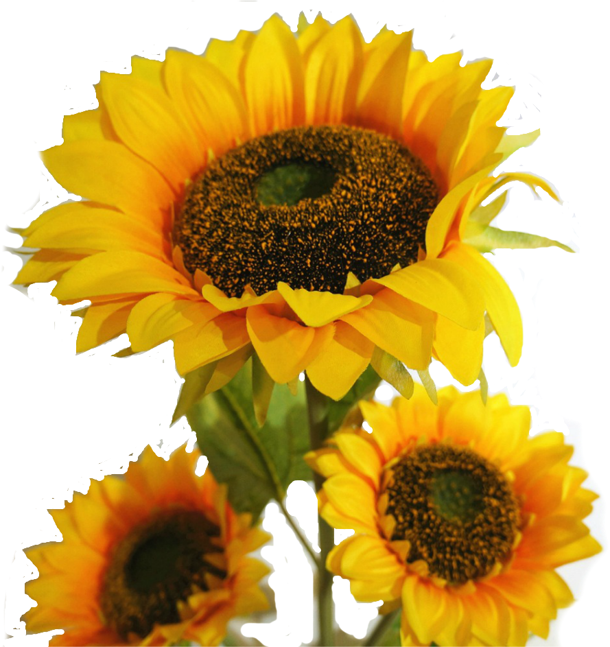 Sunflowers Png Leave - Suraj Mukhi Ka Phool (1000x1000), Png Download