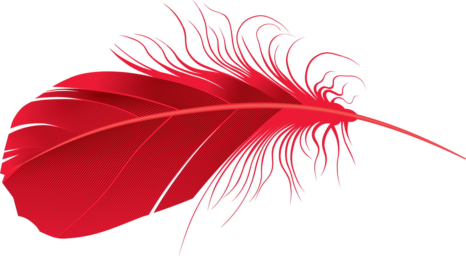Red Feather Transparent Background (1635x899), Png Download