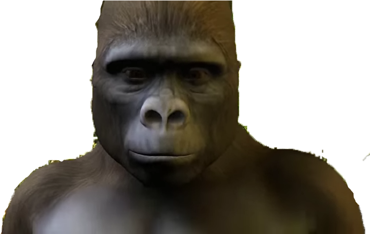 Harambe - Monkey (748x469), Png Download