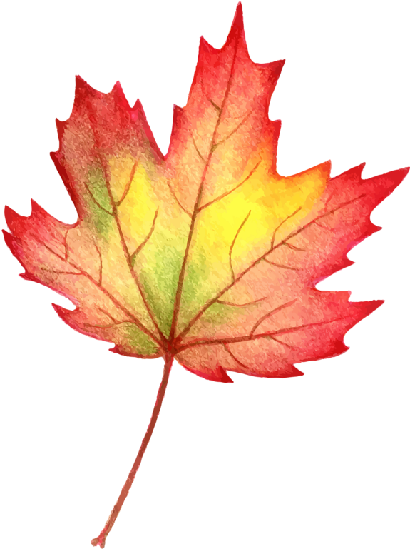 Rama Toamna - Autumn Leaves Colored Pencil Drawing (583x800), Png Download