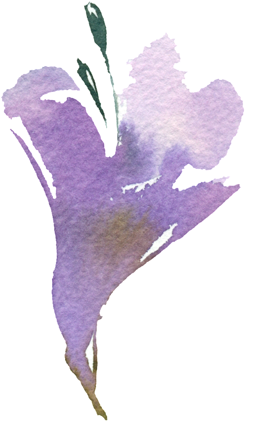 Hand Painted Art Watercolor Png Transparent - Orris Root (1024x1706 ...