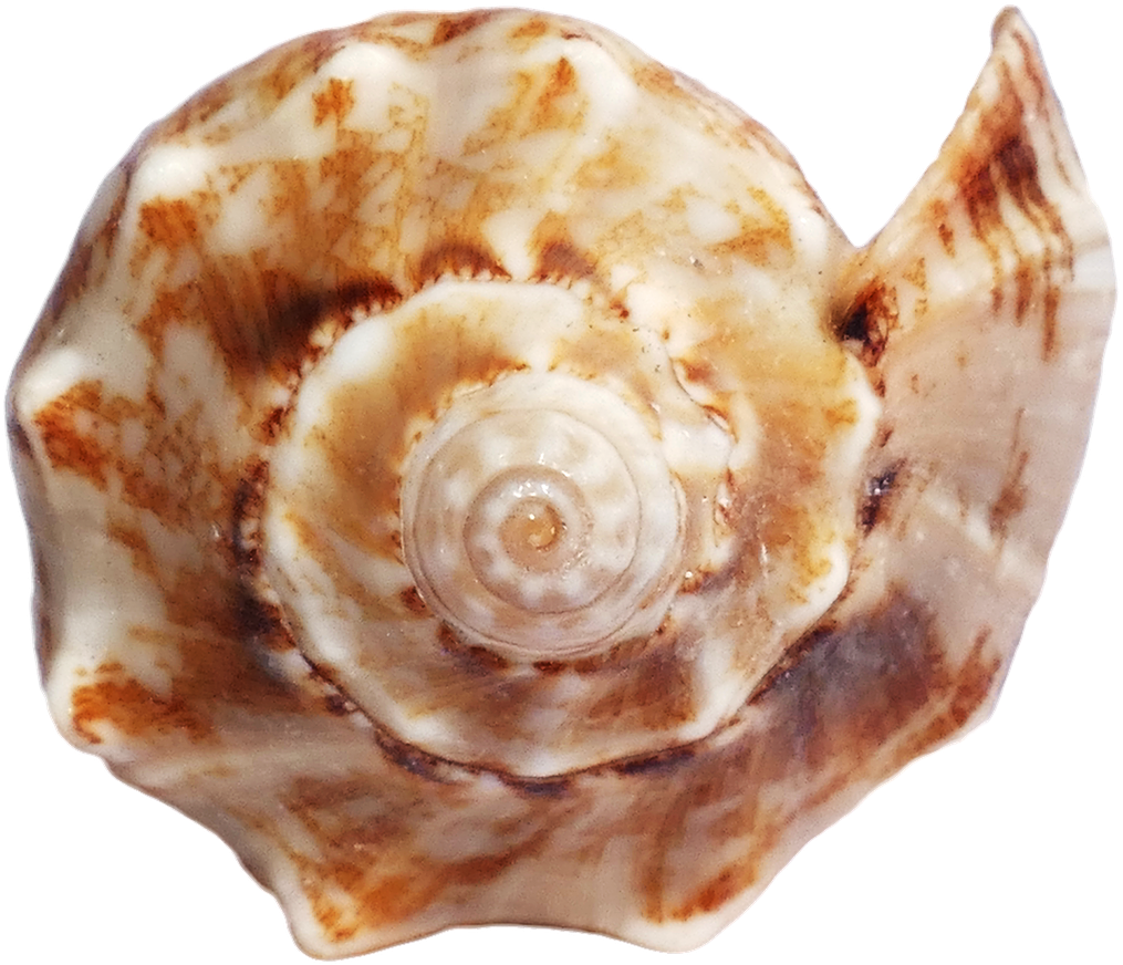 Free Png Ocean Sea Shell Png Images Transparent - Shell Transparent ...