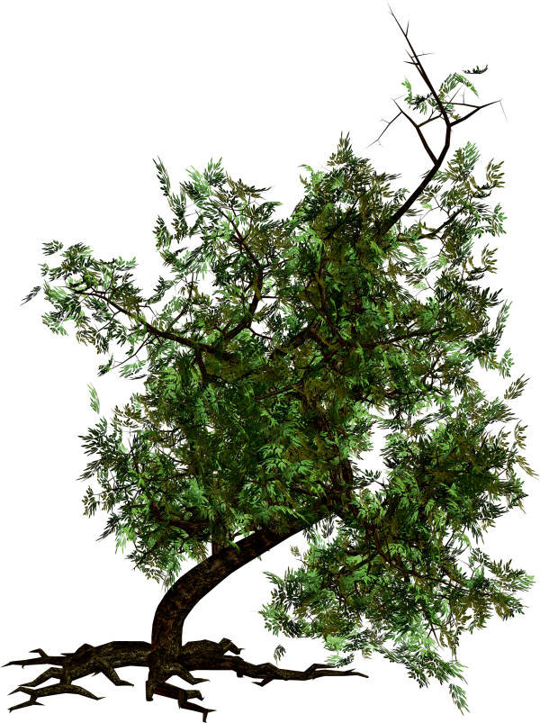 Tree Png With Roots - Transparent Background Tree Png (600x803), Png ...