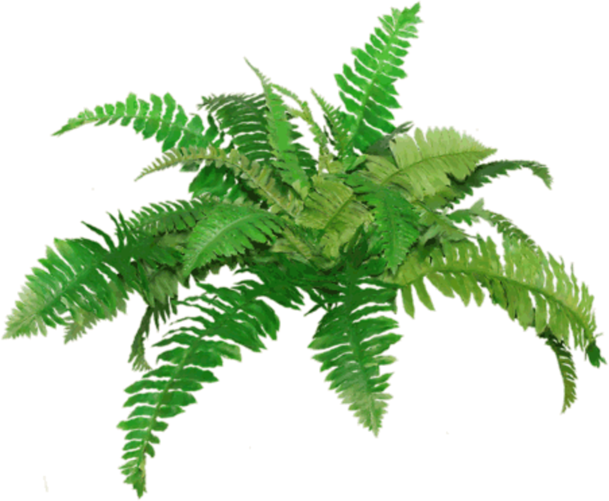 Fern Clip Art (1200x985), Png Download