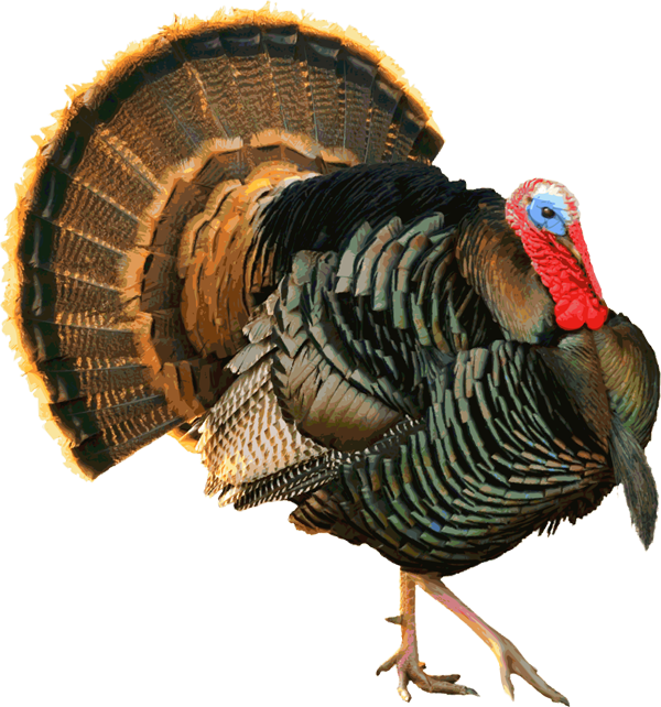 Another Proud Tom Turkey - Wild Turkey Clipart (600x642), Png Download