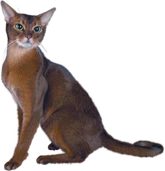 Realistic Cat Clip Art (700x728), Png Download